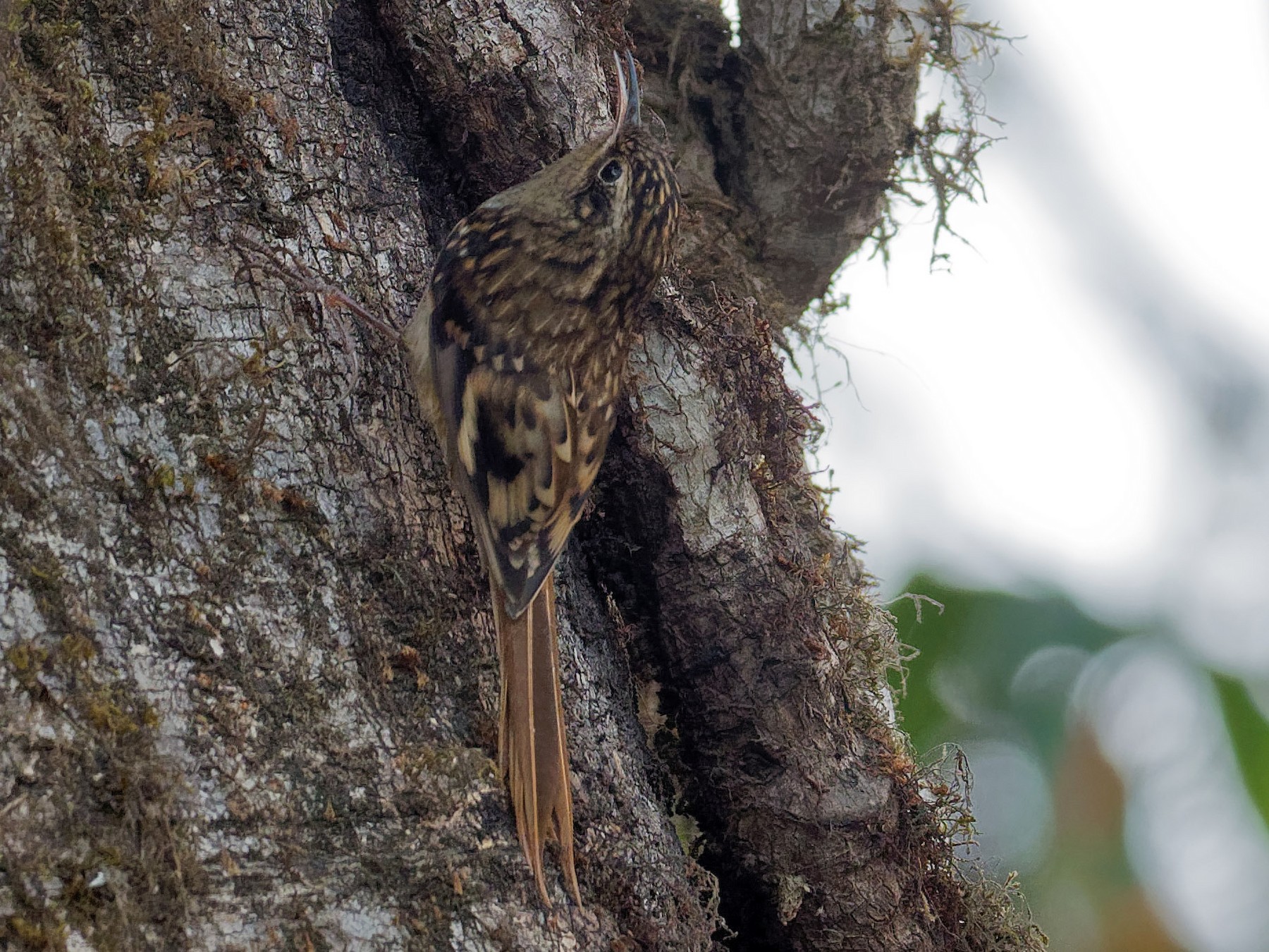 Sikkim Treecreeper - eBird