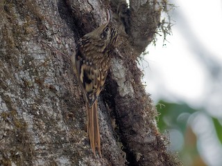 Sikkim Treecreeper - eBird