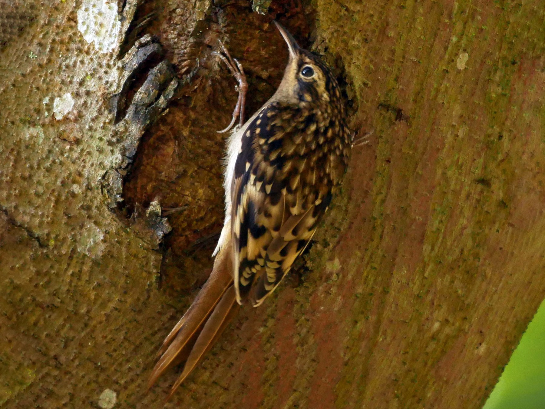 Sikkim Treecreeper - eBird