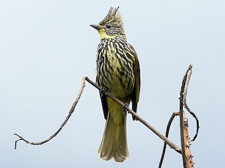 Striated Bulbul - eBird