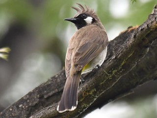 Himalayan Bulbul - eBird