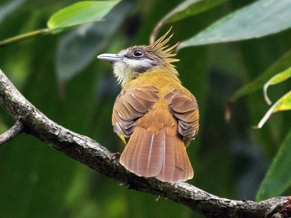 White-throated Bulbul - eBird