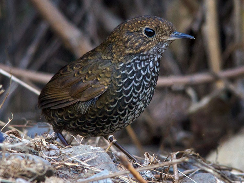 Pullu Civcivkuşu (albiventer/pallidior) - eBird