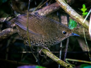 Immaculate Cupwing - Pnoepyga immaculata - Birds of the World