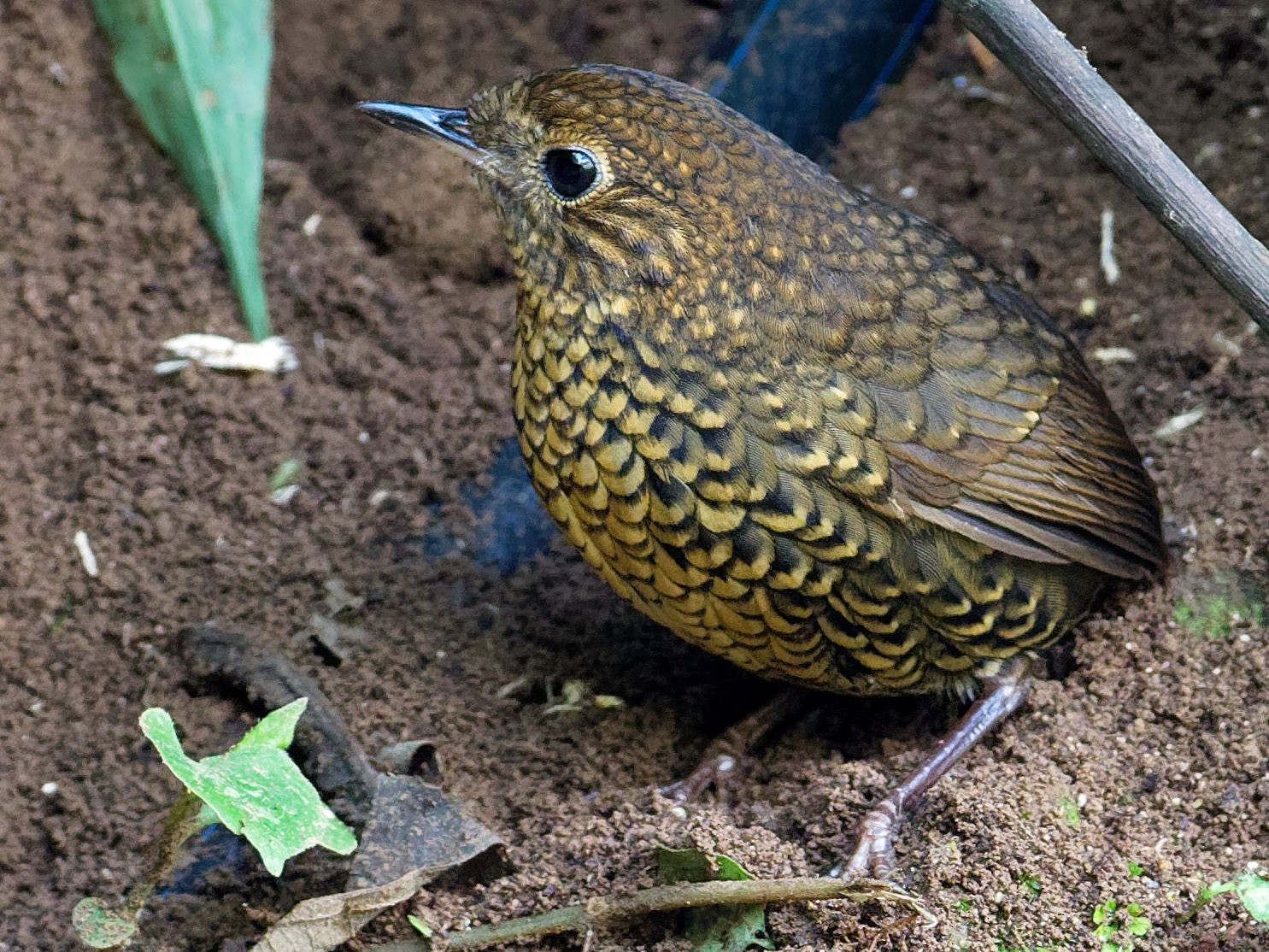 Pygmy Cupwing - eBird