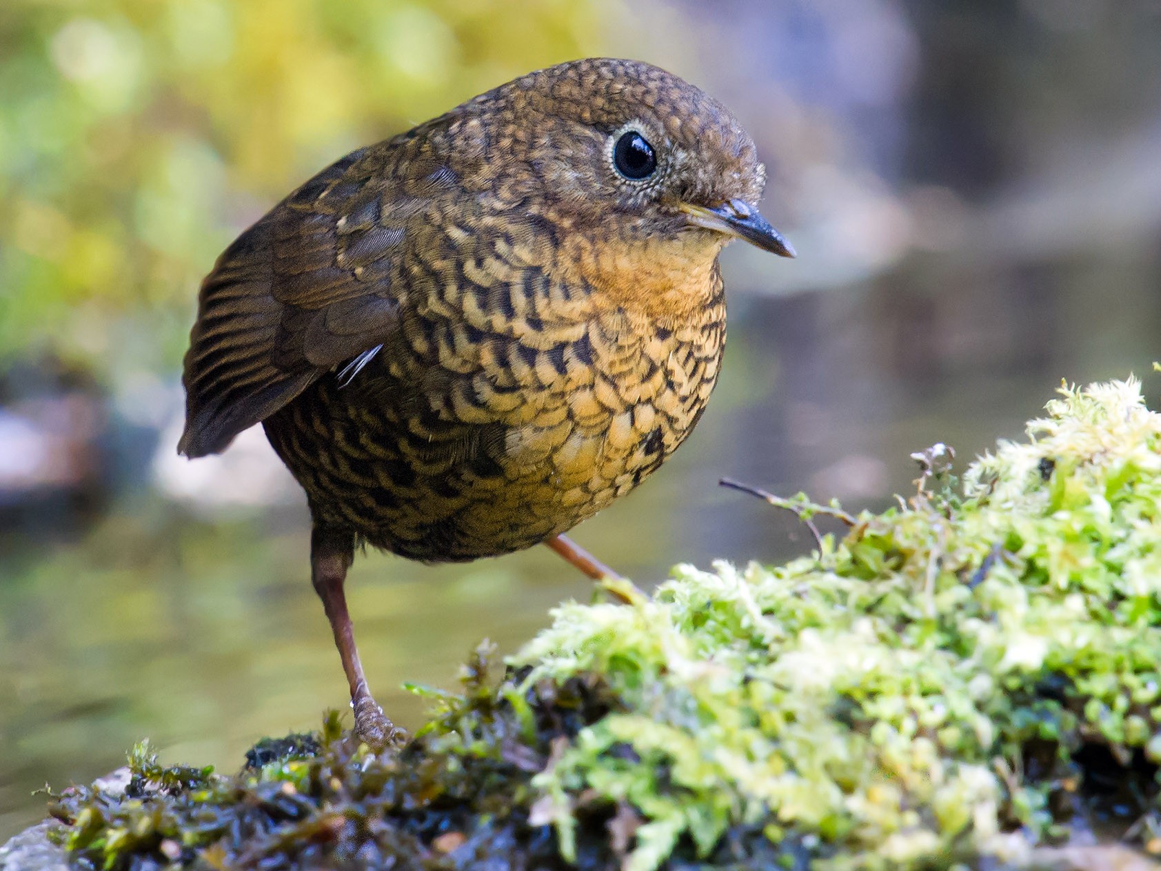Pygmy Cupwing - eBird