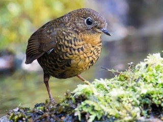 Pygmy Cupwing (Pygmy Wren-Babbler) - eBird