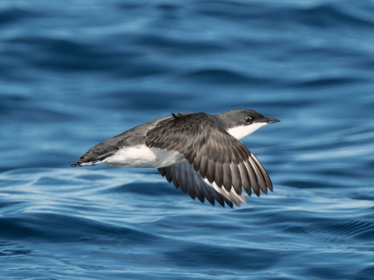 Xantuss Murrelet Ancient Murrelet | Audubon Field Guide