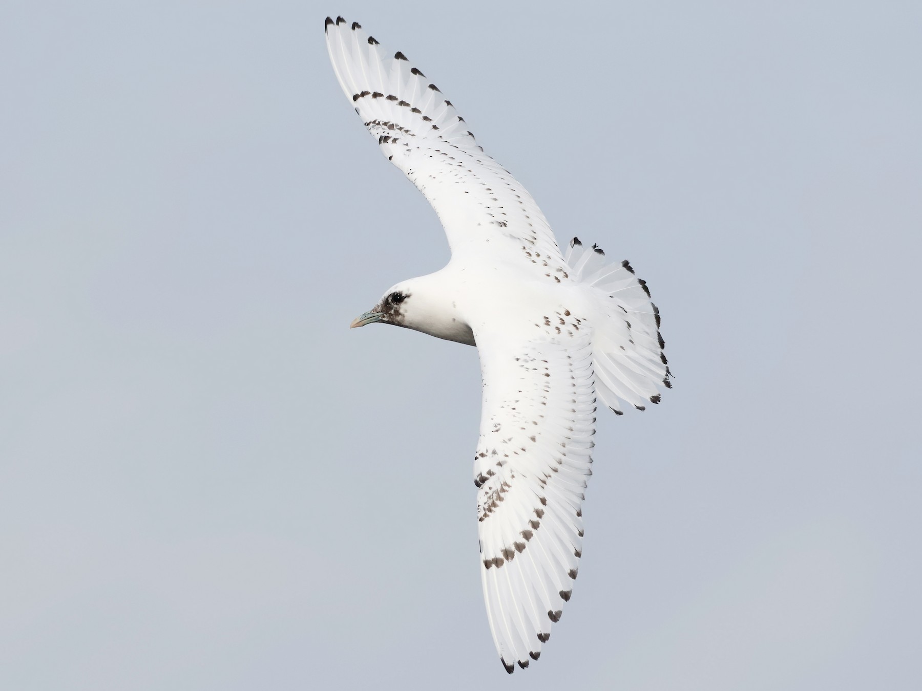 Ivory Gull - eBird