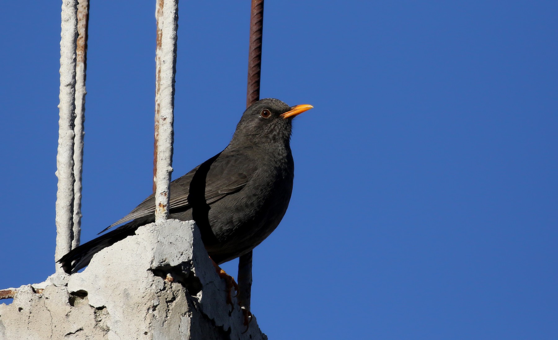 Mirlo Chiguanco (anthracinus) - eBird