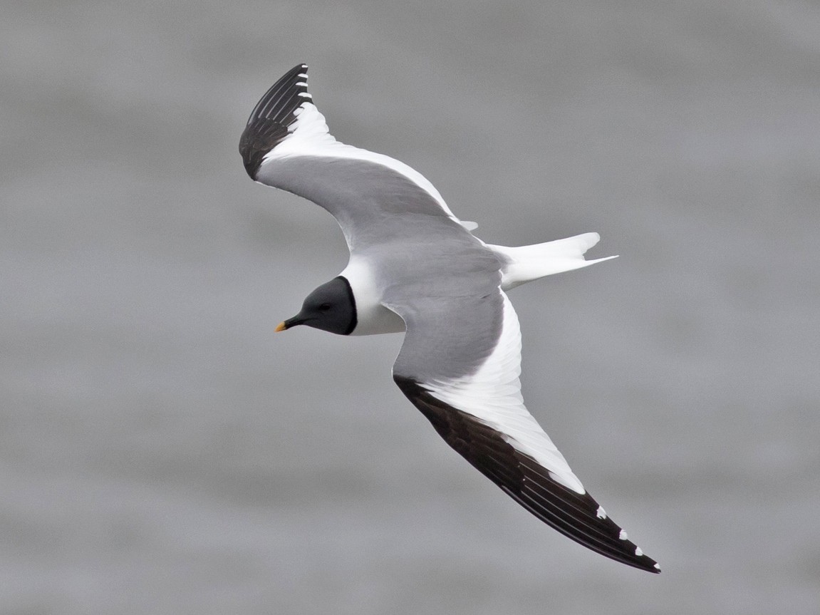 Sabine's Gull - eBird