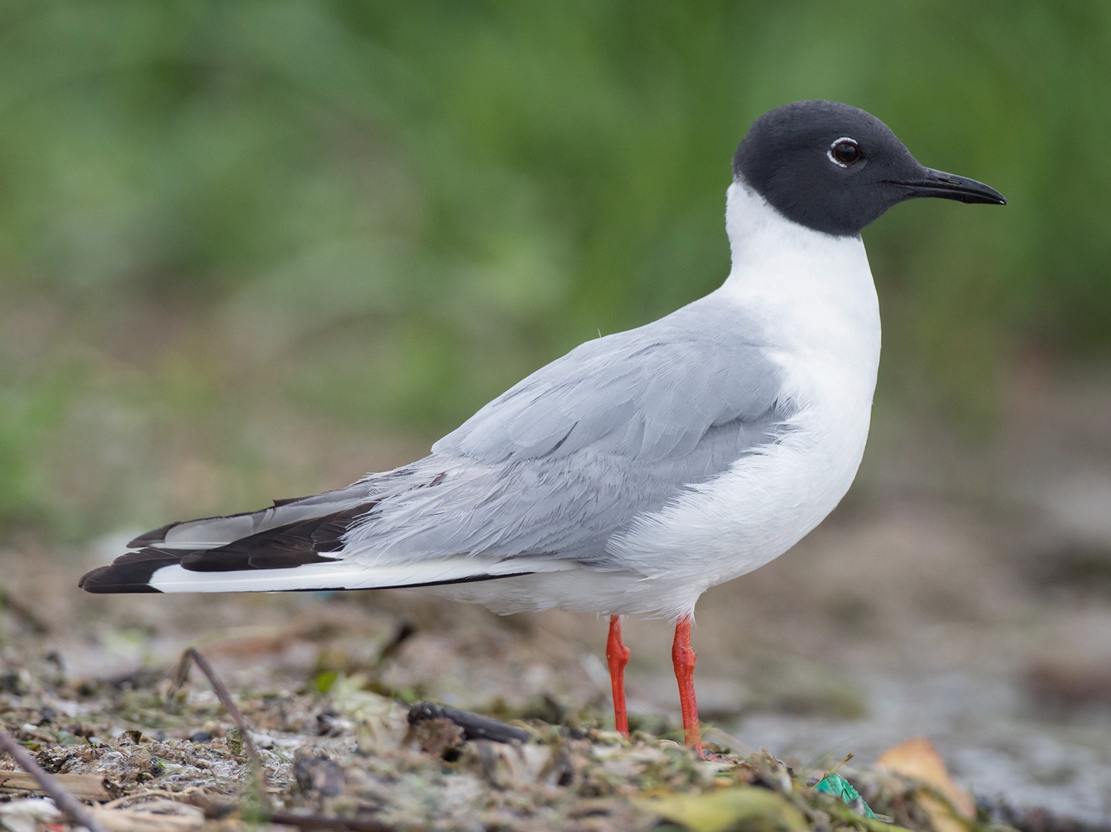 Bonaparte's Gull - eBird