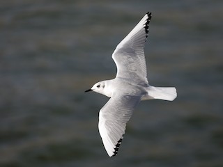 Bonaparte's Gull - eBird