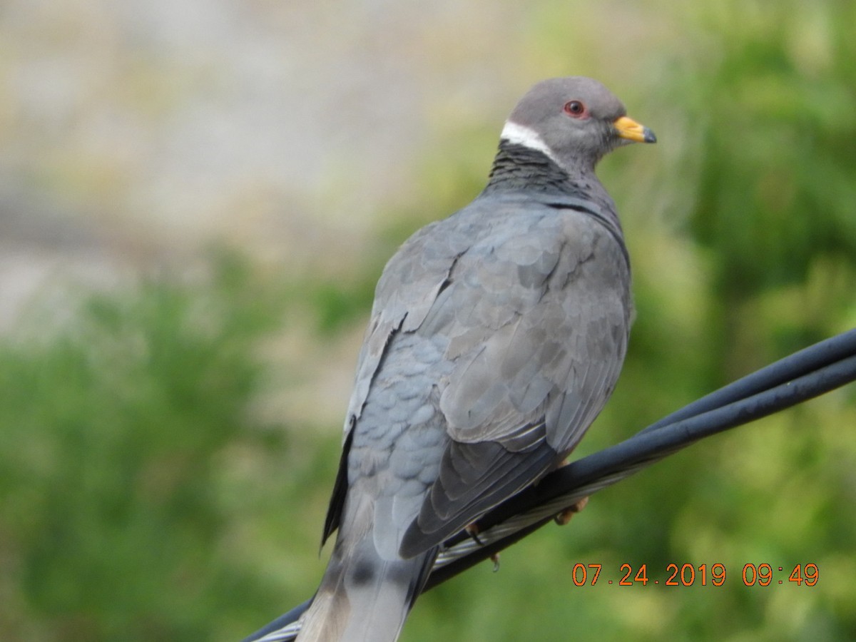 eBird Checklist - 24 Jul 2019 - Spring Mountains NRA--Mt. Charleston ...