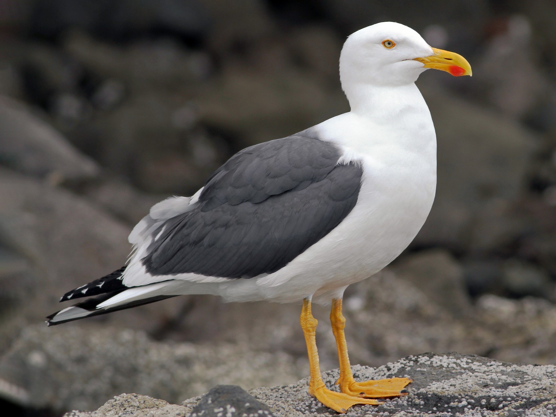 Yellow-footed Gull - eBird