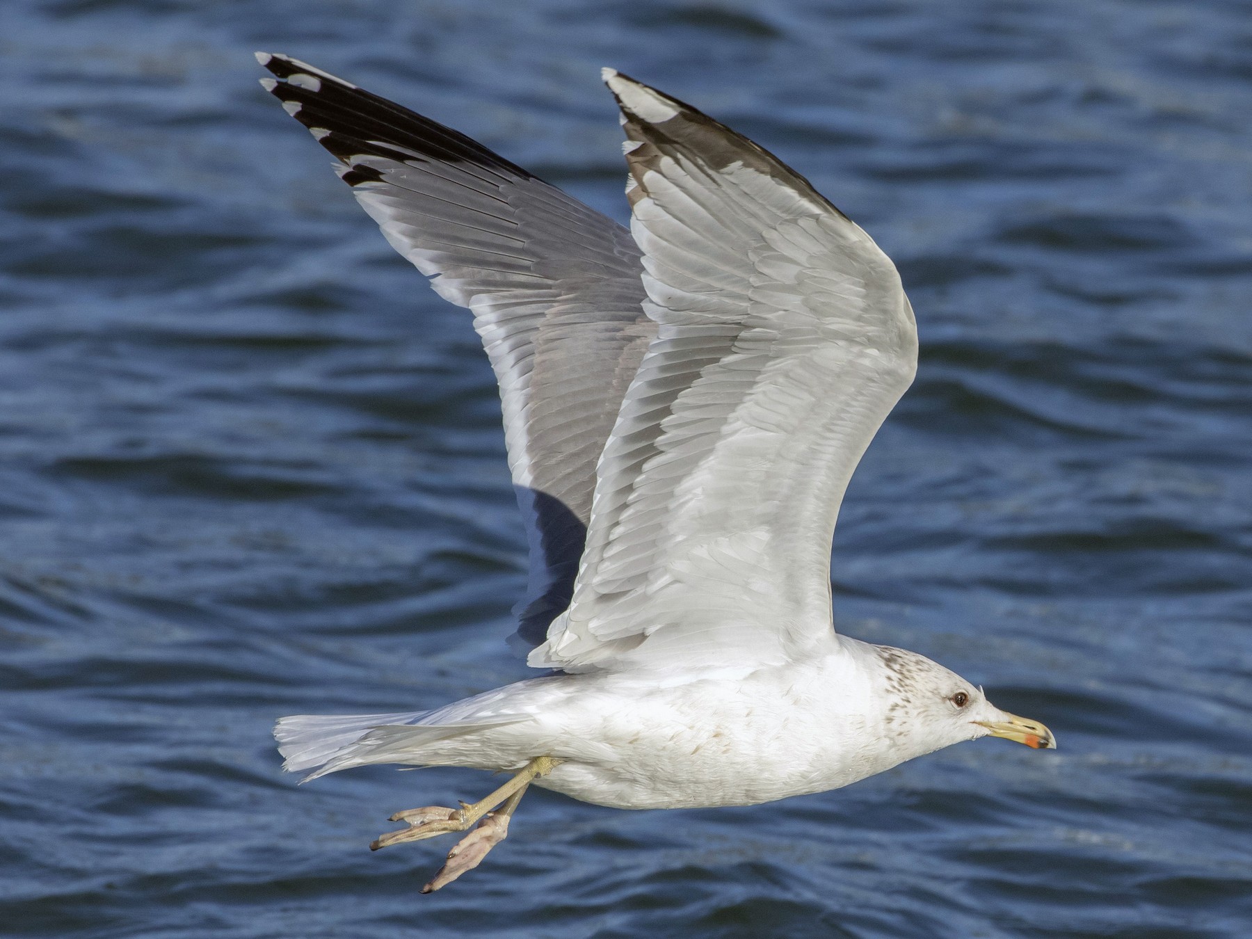 California Gull - eBird