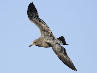 California Gull - eBird