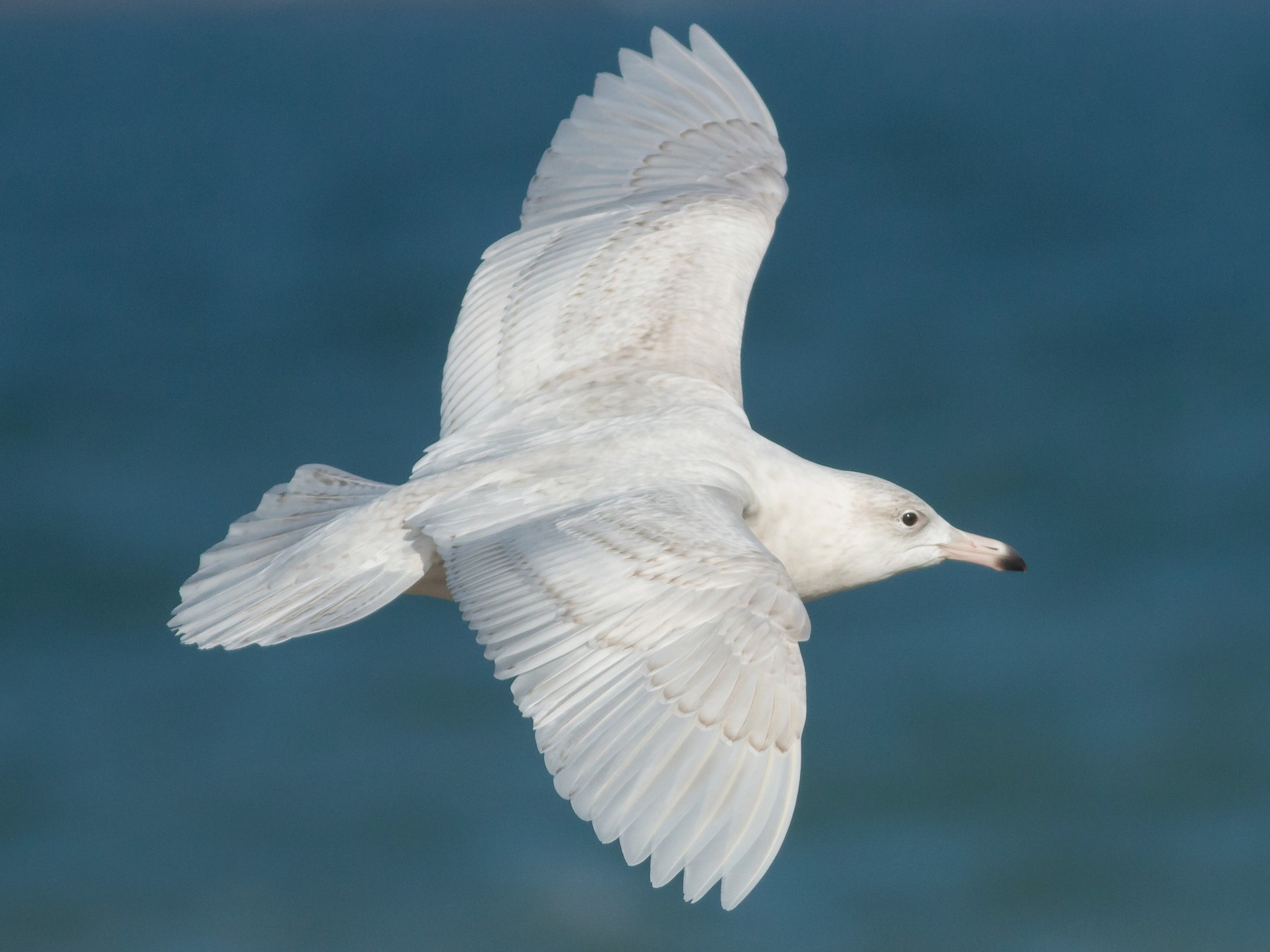 Glaucous Gull - eBird