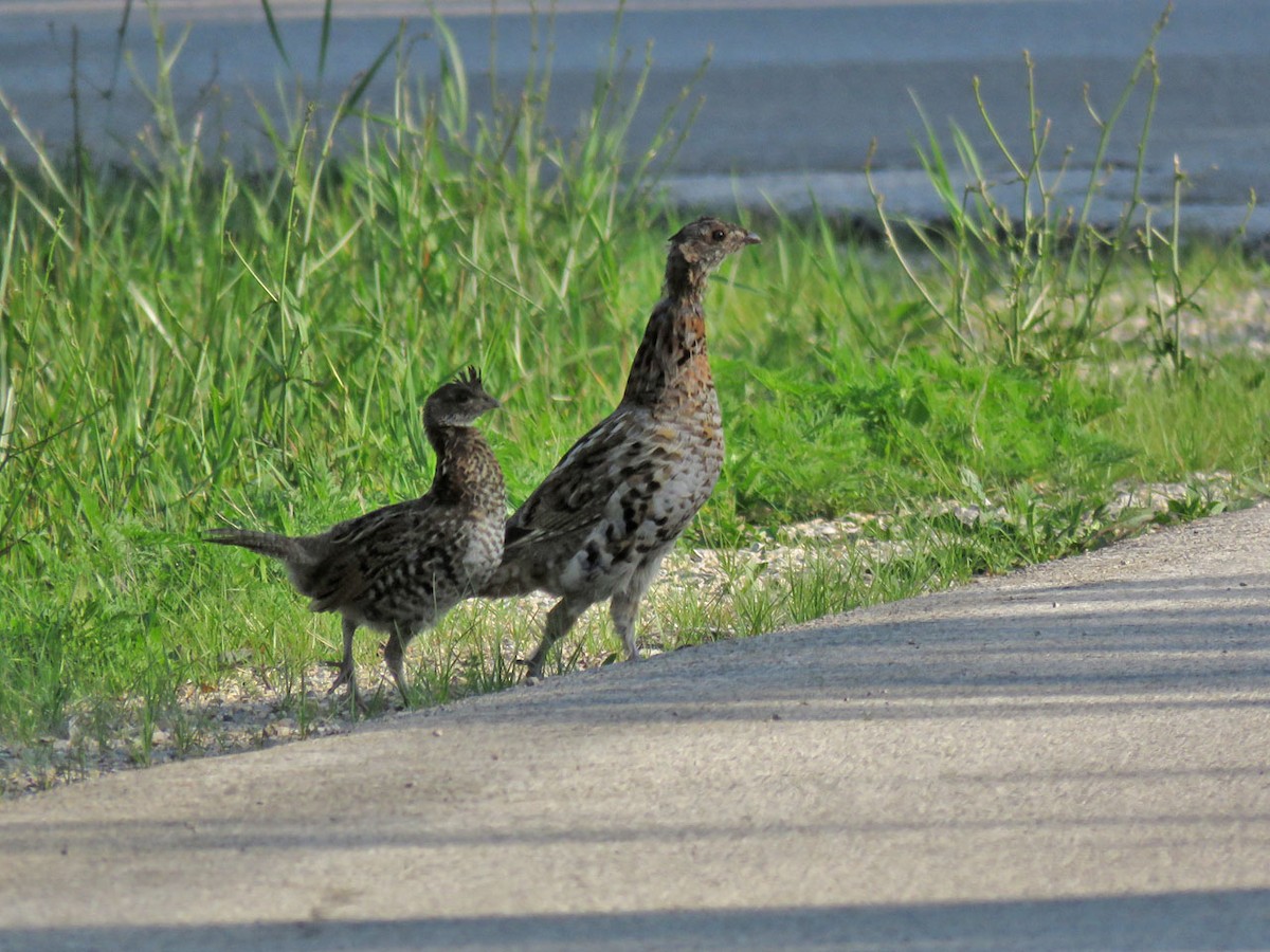 Wisconsin Breeding Bird Atlas Checklist - 23 Jul 2019 - Newport SP - 18 ...