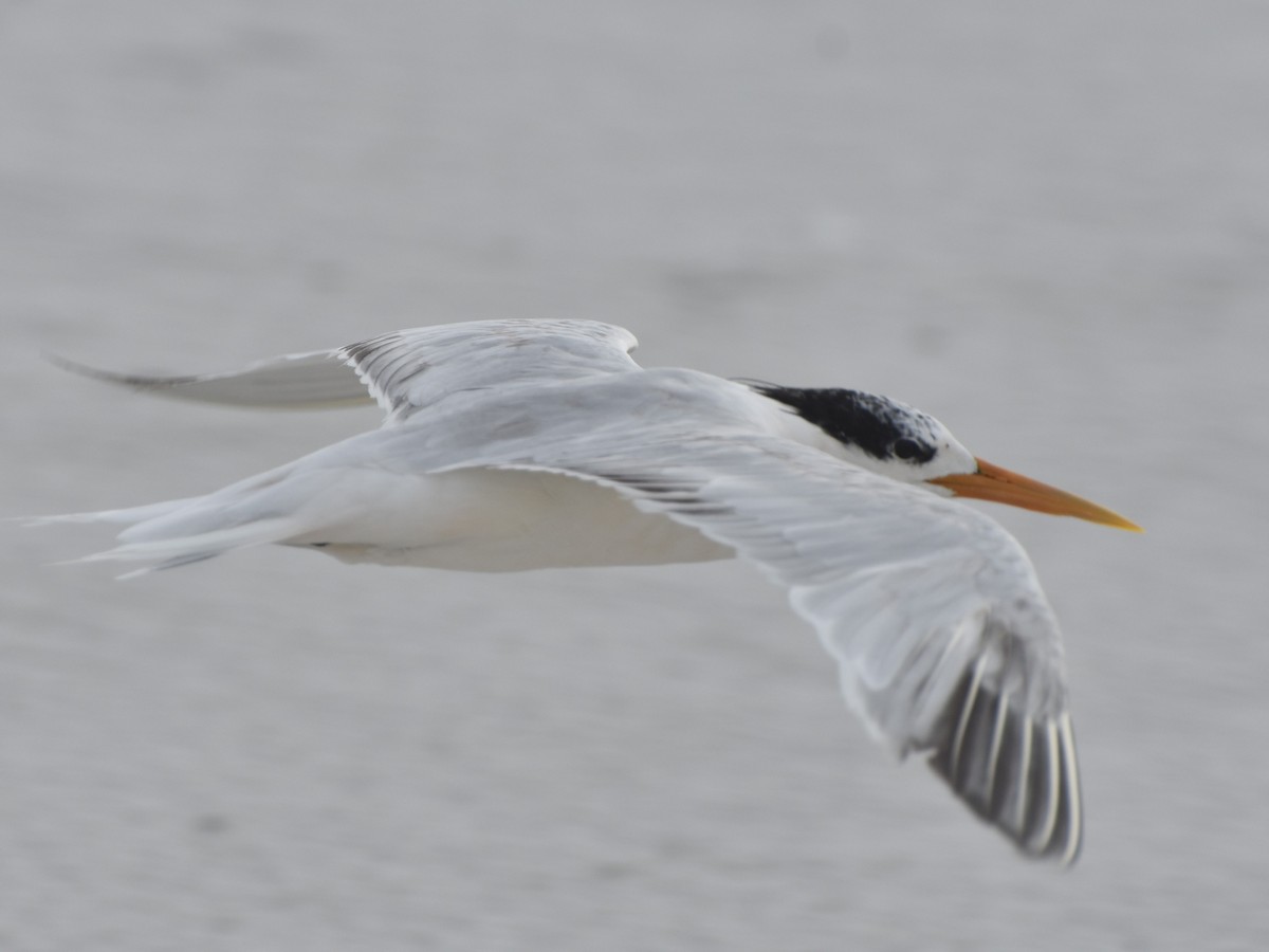 eBird Checklist - 24 Jul 2019 - Siesta Key--Beach Access 5 - 18 species ...