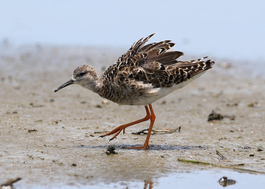 Scolopacidae sp. - eBird