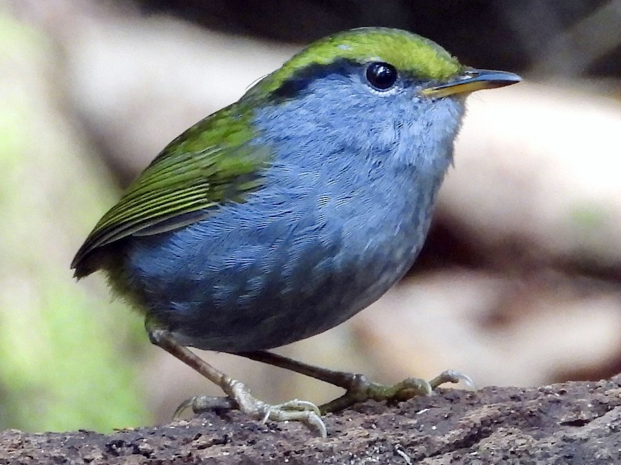 Gray-bellied Tesia - eBird