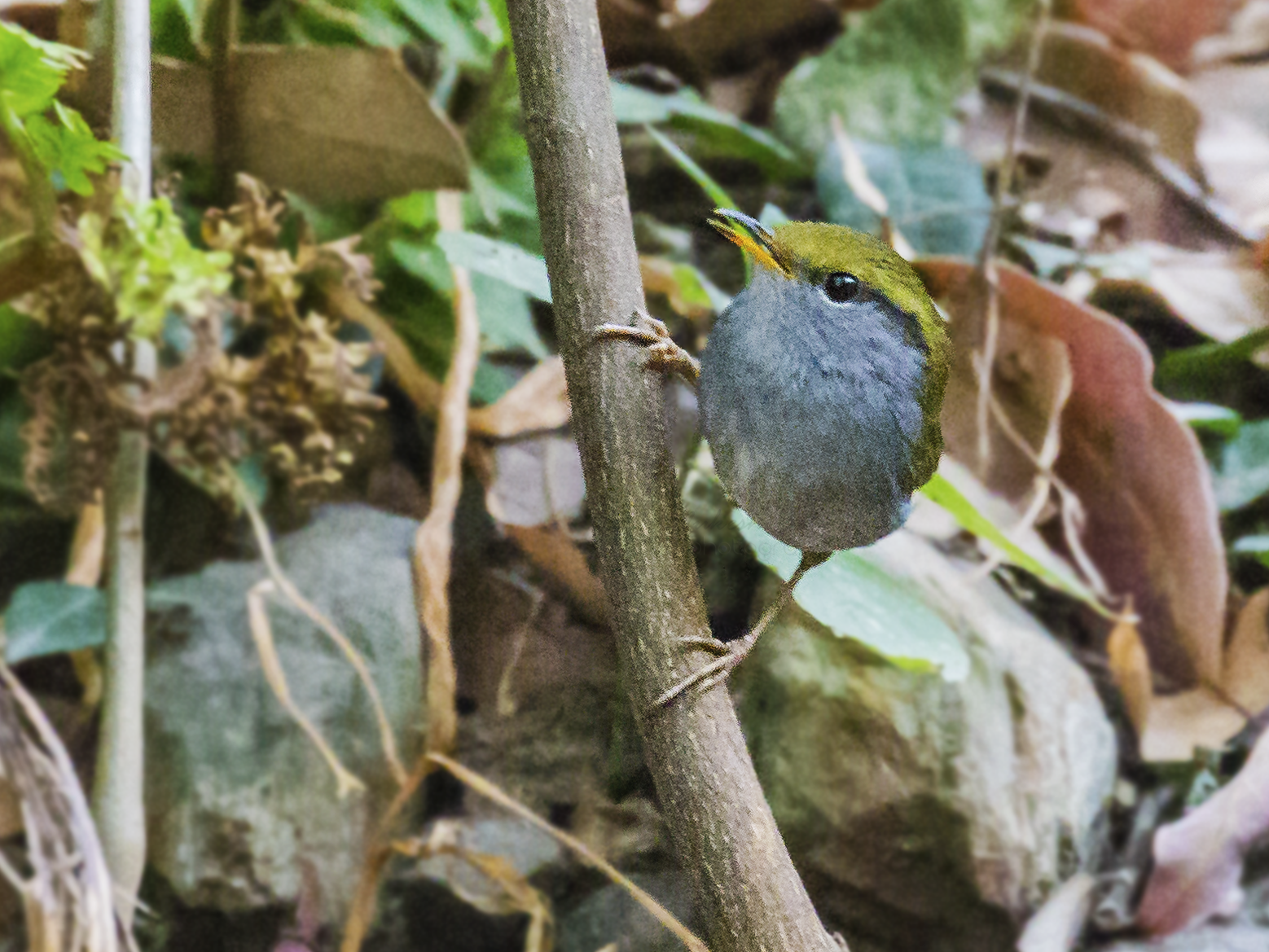 Grey-bellied Tesia - eBird