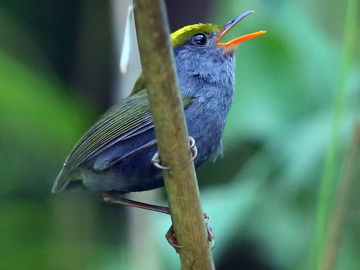 Slaty-bellied Tesia - eBird