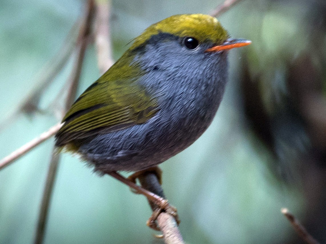 Slaty-bellied Tesia - eBird