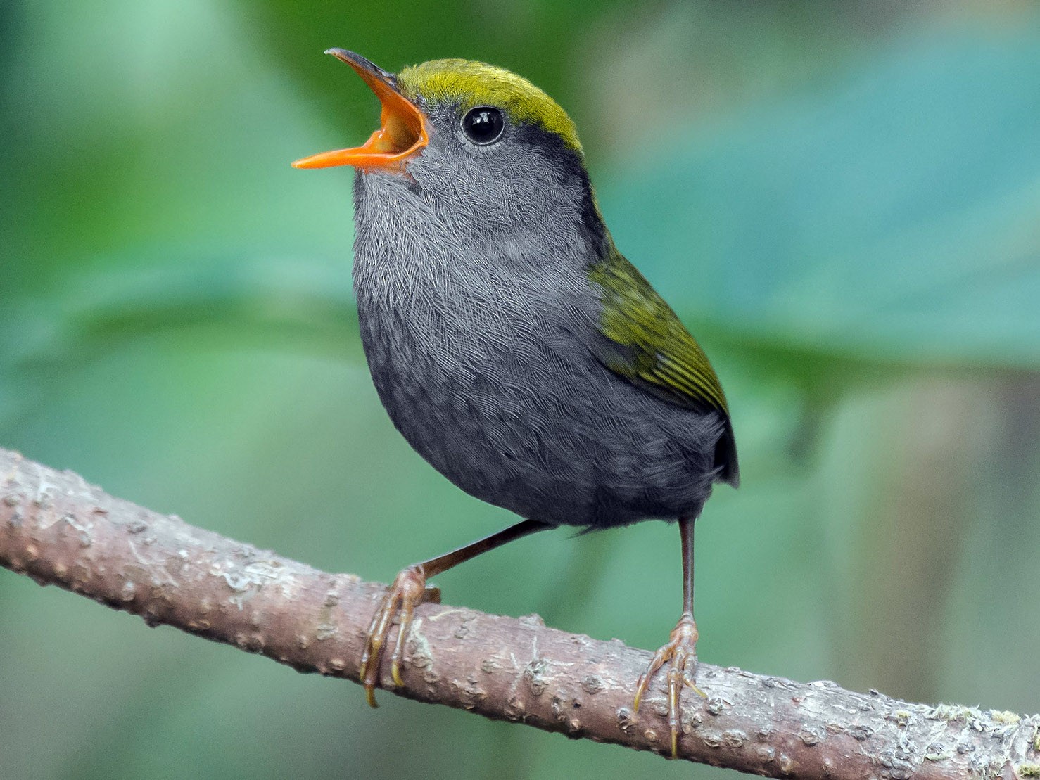 Slaty-bellied Tesia - eBird