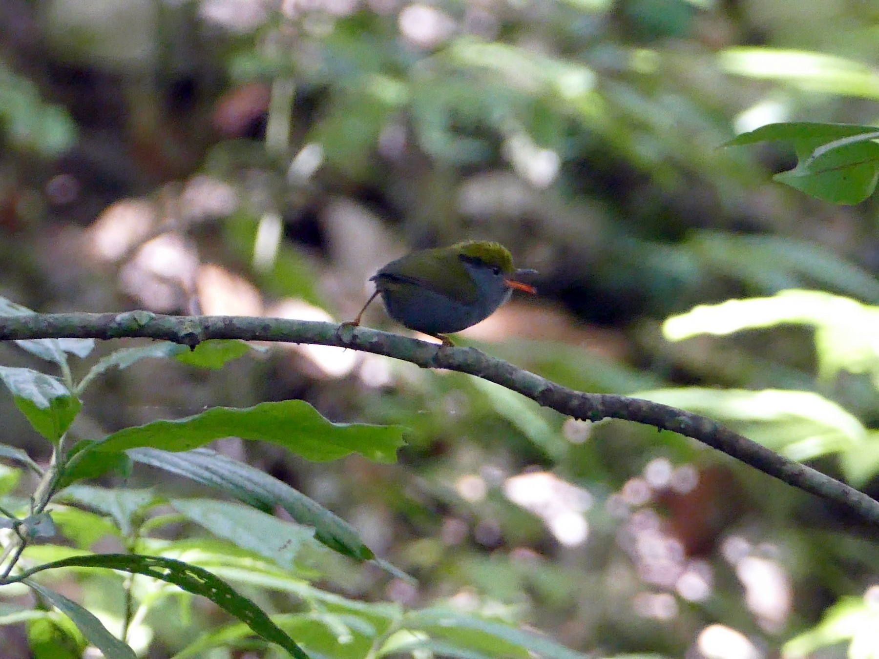 Slaty-bellied Tesia - eBird