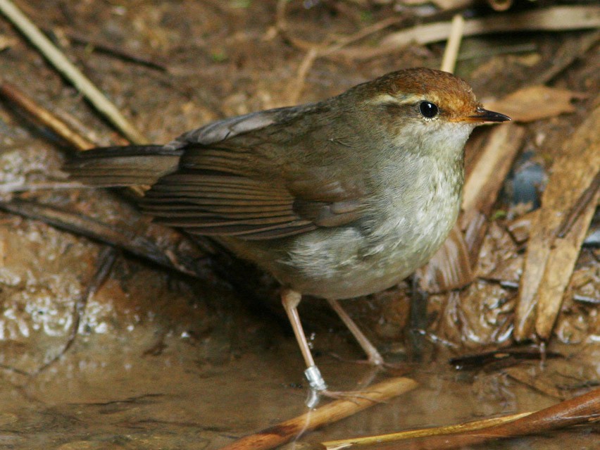 Chestnut-crowned Bush Warbler - eBird