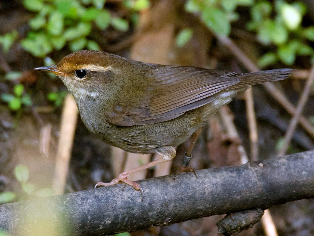 Chestnut-crowned Bush Warbler - eBird