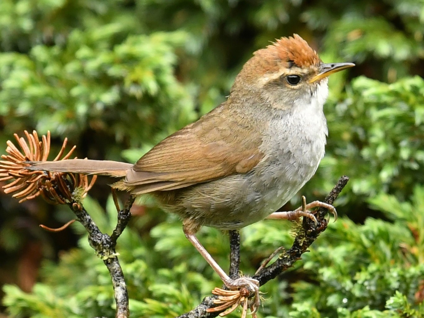 Gray-sided Bush Warbler - eBird