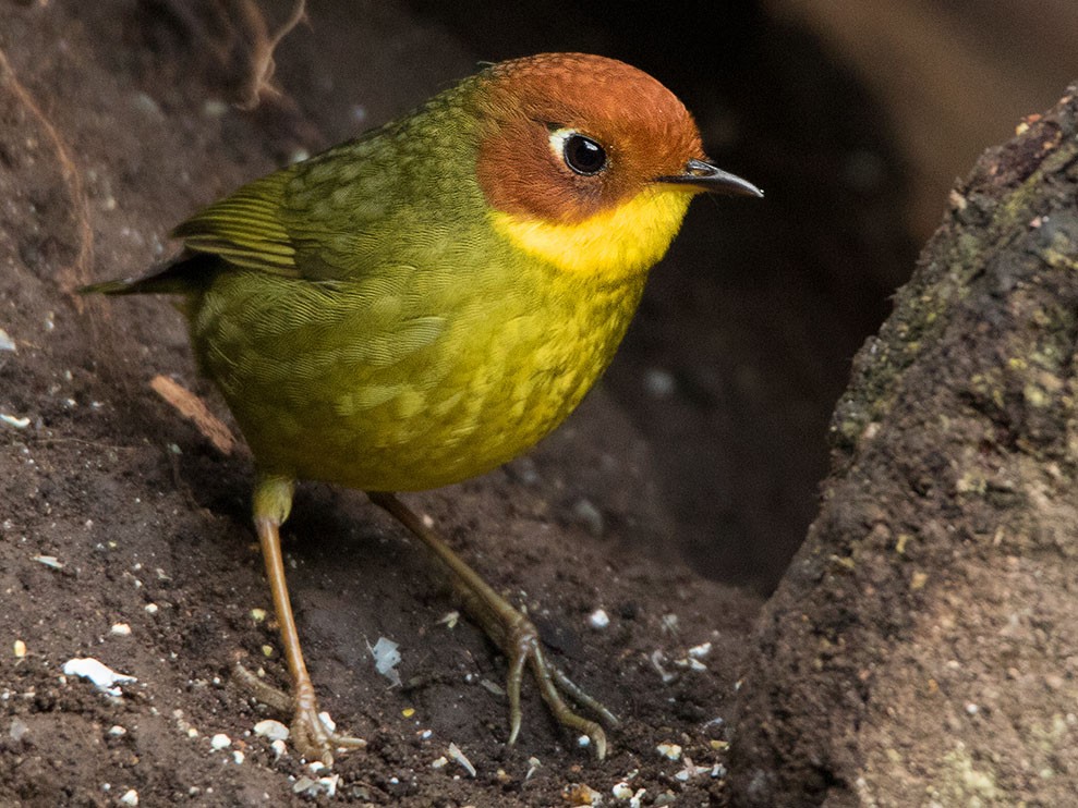 Chestnut-headed Tesia - eBird