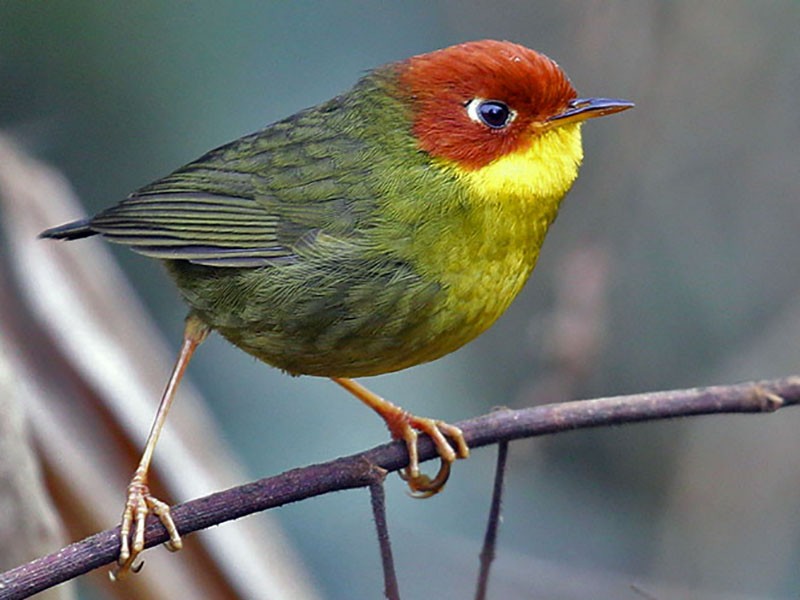 Chestnut-headed Tesia - eBird
