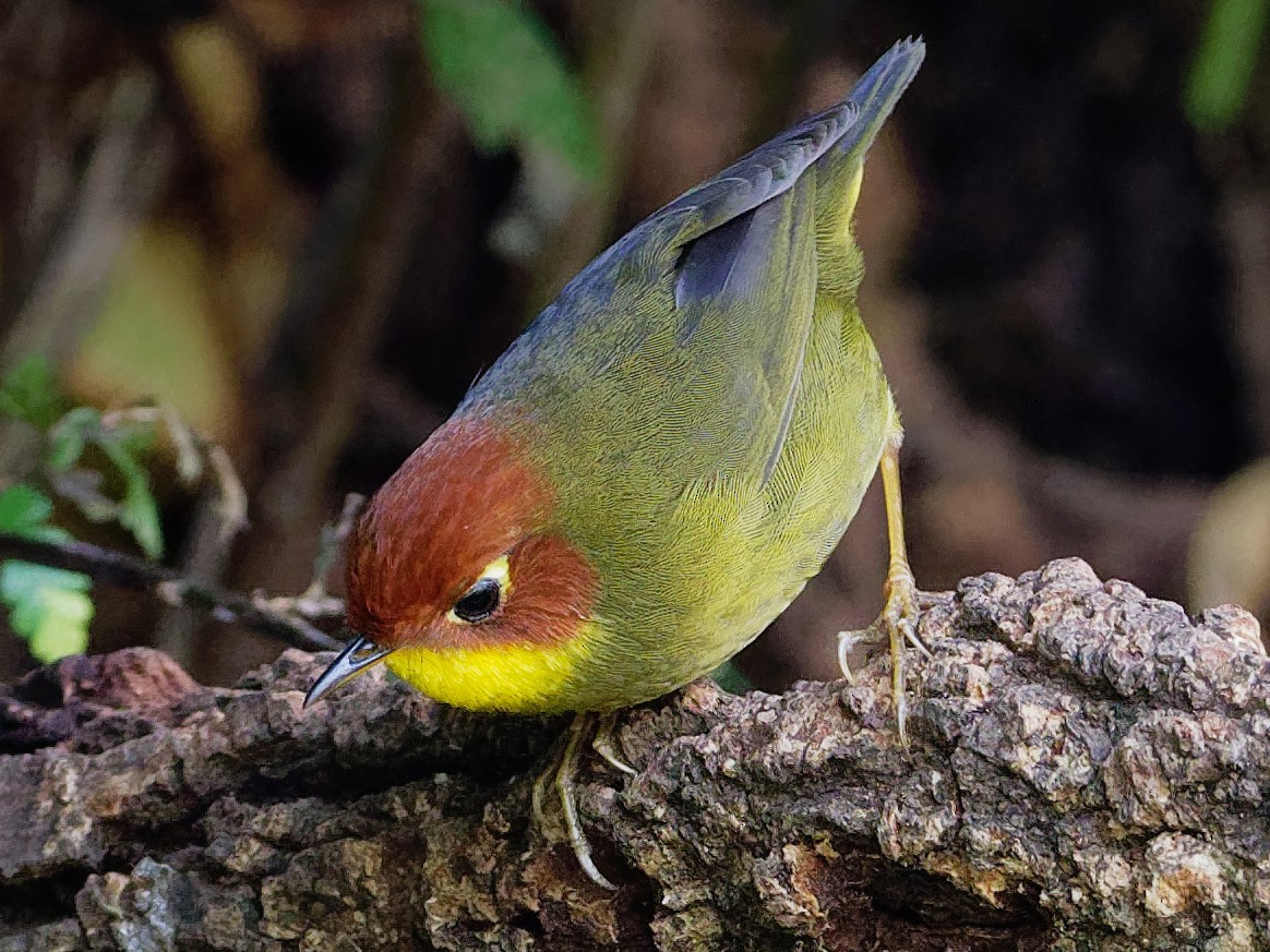 Chestnut-headed Tesia - eBird
