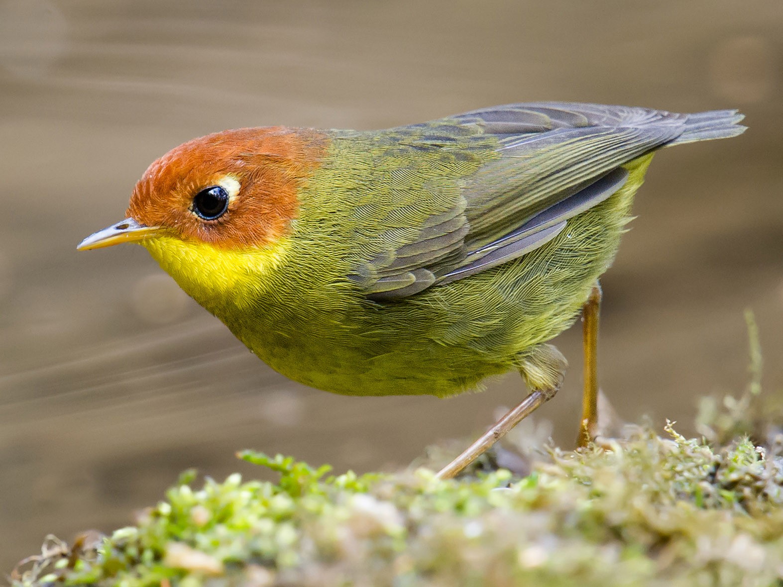 Chestnut-headed Tesia - eBird