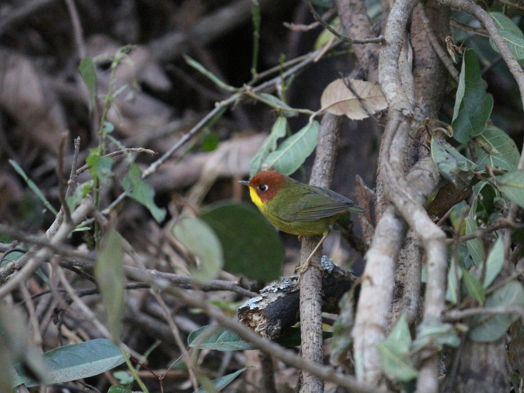 Chestnut-headed Tesia - eBird