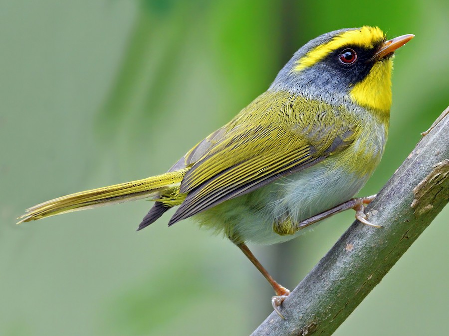 Black-faced Warbler - eBird