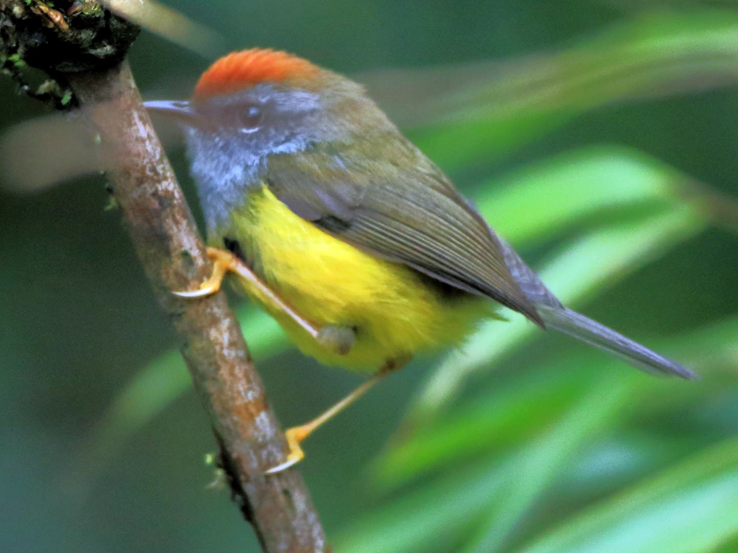 Broad-billed Warbler - eBird