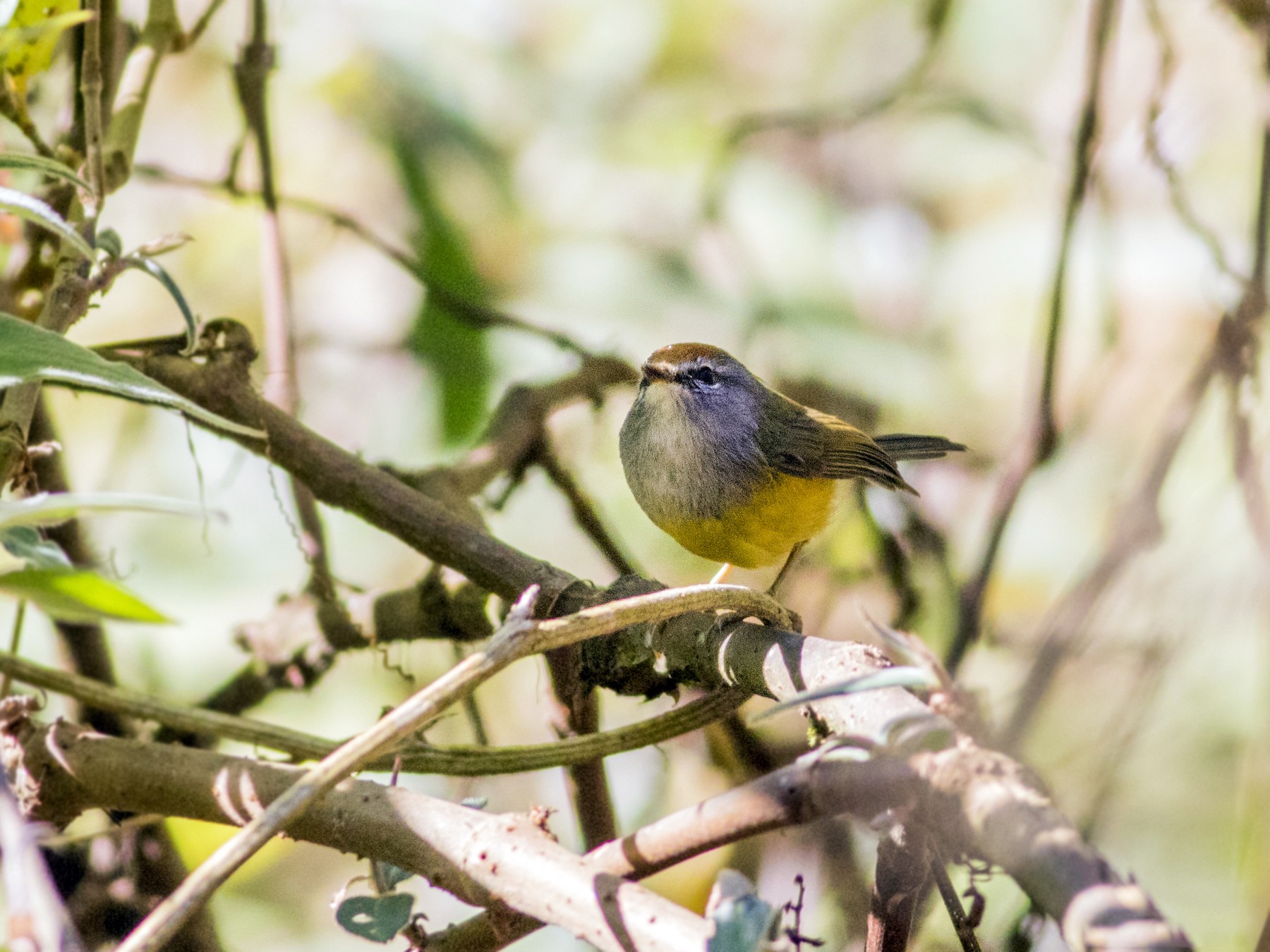 Broad-billed Warbler - eBird