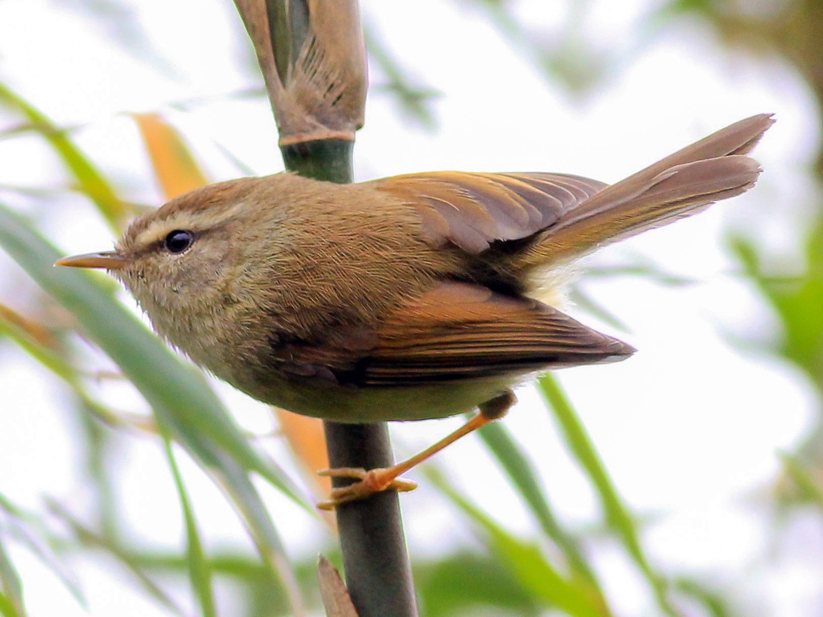 Hume's Bush Warbler - eBird