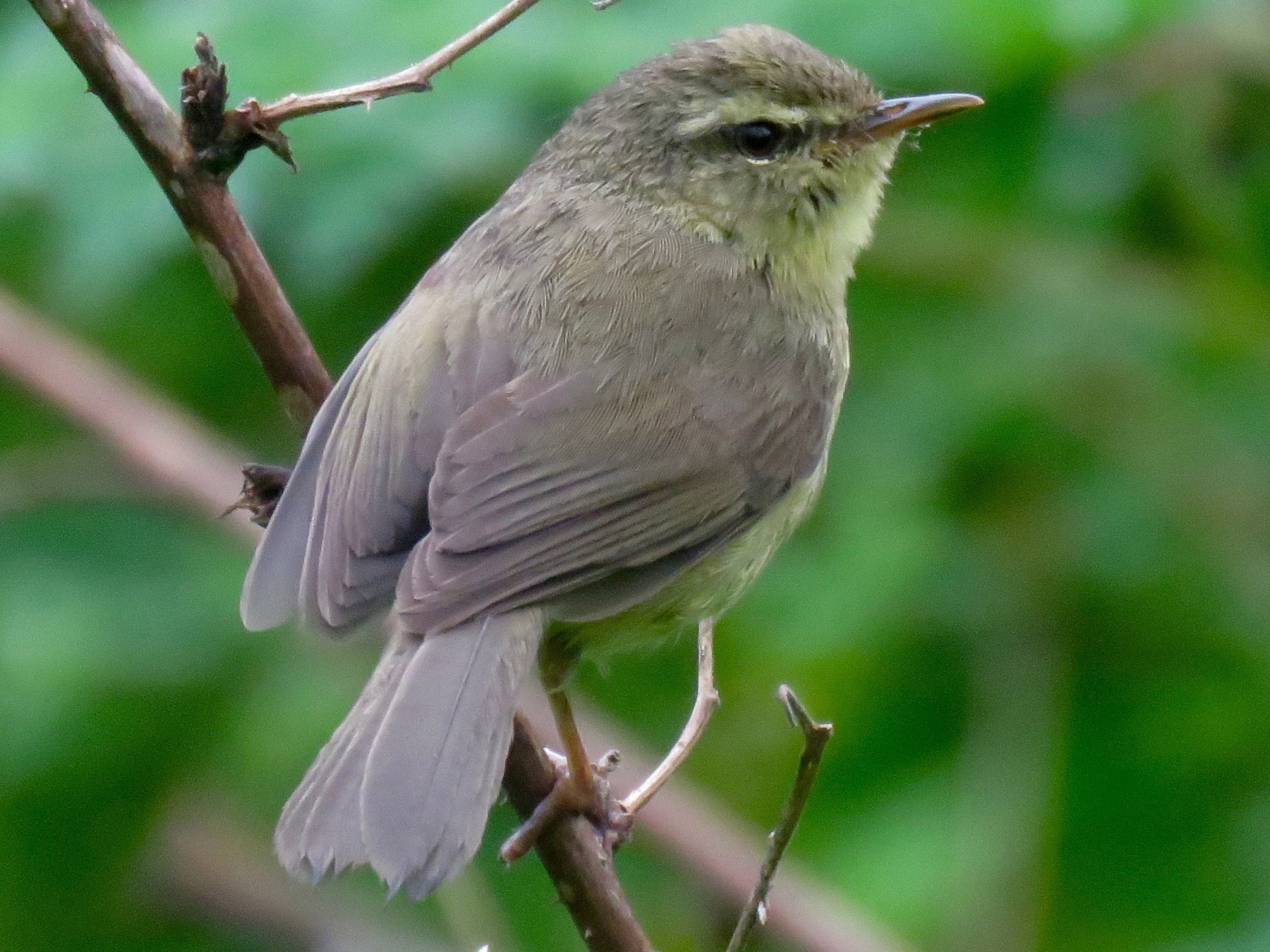 Aberrant Bush Warbler - eBird