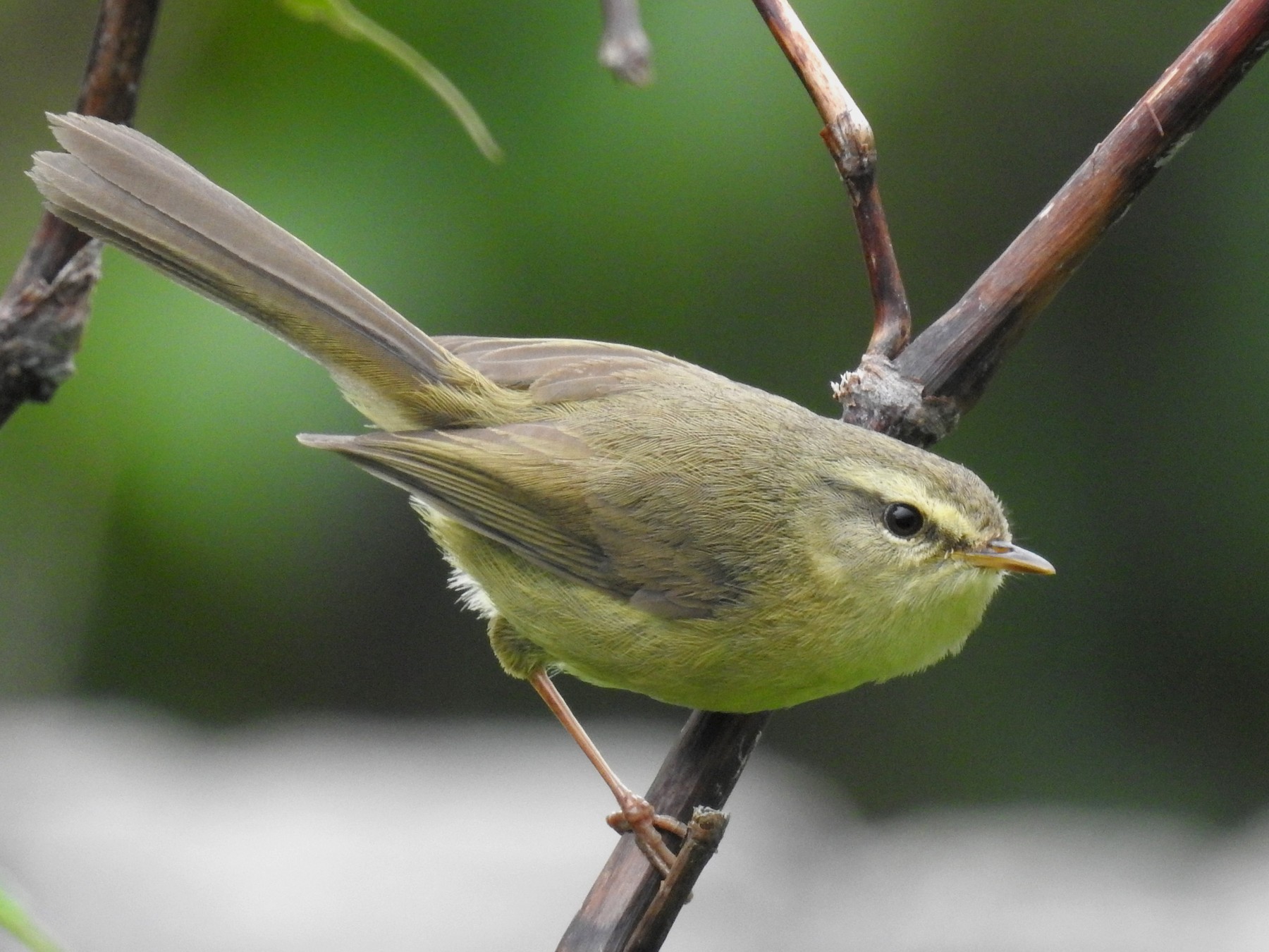 Aberrant Bush Warbler - eBird