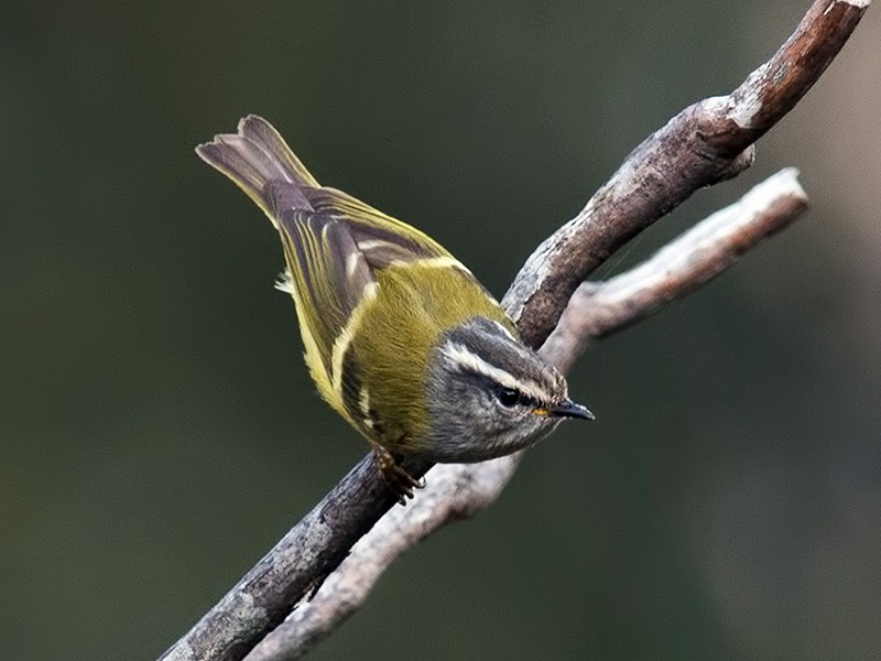 Ashy-throated Warbler - eBird