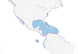 Distribution of the Brown Pelican - Range Map