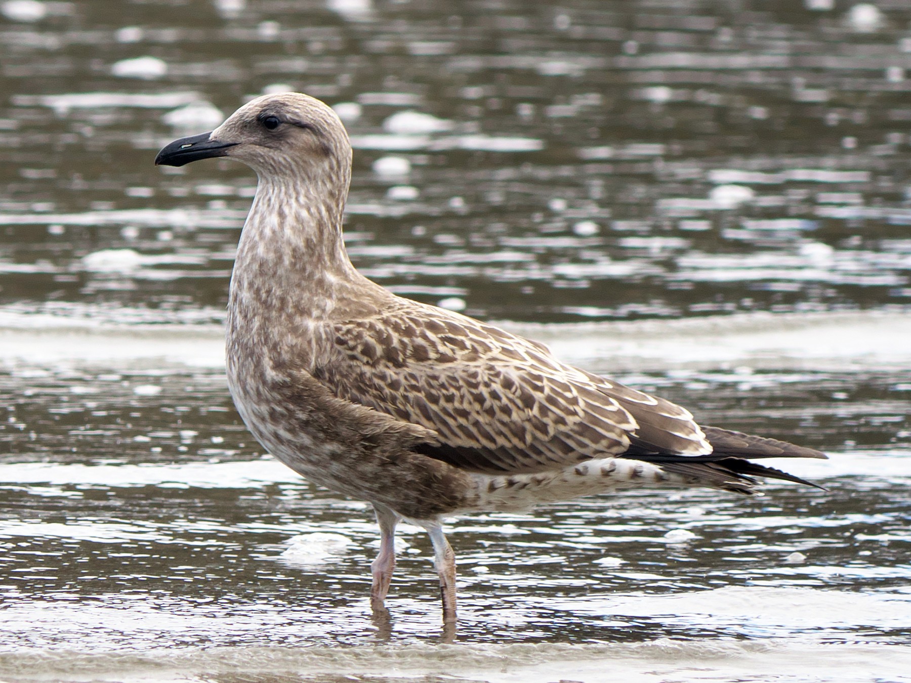Kelp Gull - eBird