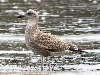 Kelp Gull - eBird