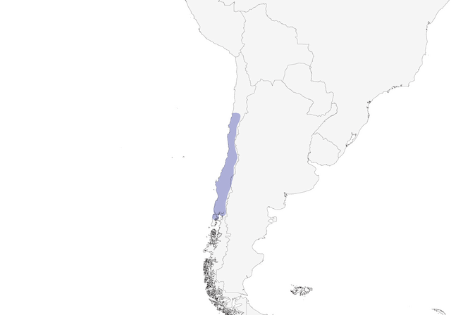 Figures - Chilean Mockingbird - Mimus thenca - Birds of the World